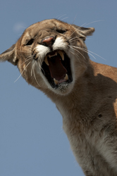 Predators Photo Tour and Workshop in January