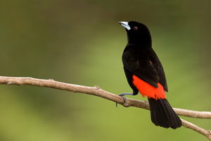 Costa Rica Hummingbirds and Volcano Photo Tour and Workshop