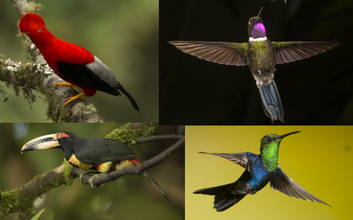 Ecuador hummingbird Wildlife Photo Tour Safari Trip, photography