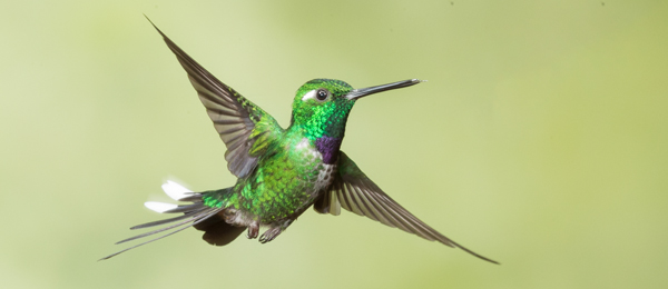 Hummingbirds of Ecuador Photo Tour