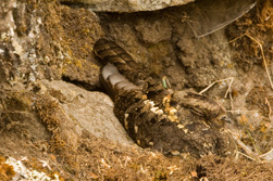 Ethiopia Mammals and Churches Photo Tour and Safari