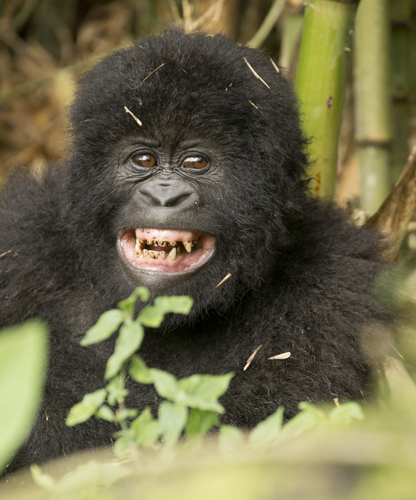 Silverback Gorilla Smiling