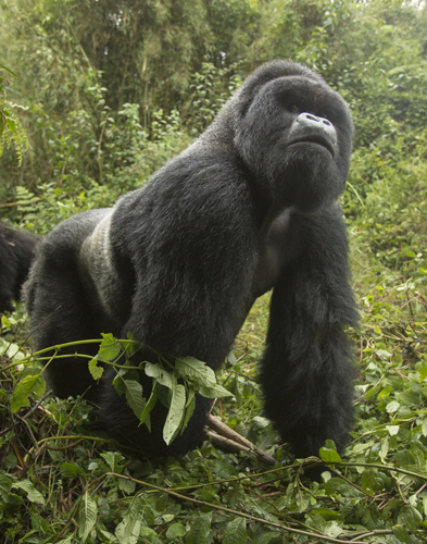 Silverback Gorilla Smiling
