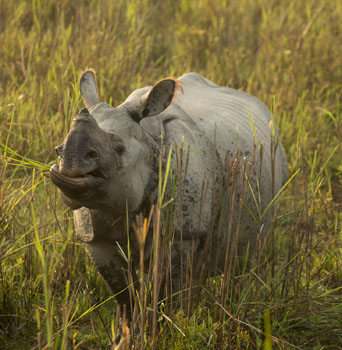 One Horned Rhino in Kaziranga NPr Photo Safari and Photo Tour Brochure