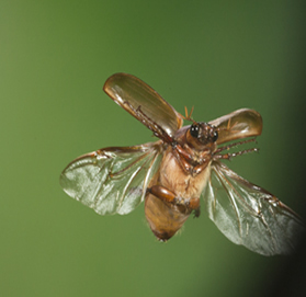 Remote Wildlife Photography w camera traps