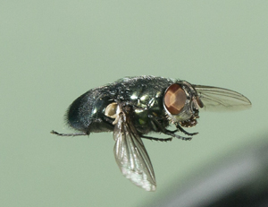 Remote Wildlife Photography w camera traps