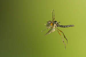 Remote Wildlife Photography w camera traps