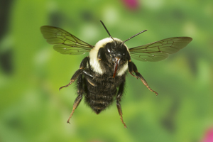 Remote Wildlife Photography w camera traps