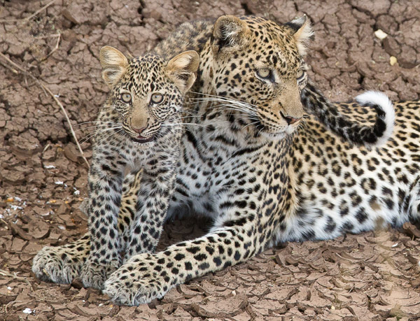 Kenya Photo Safari 2018 Trip Report