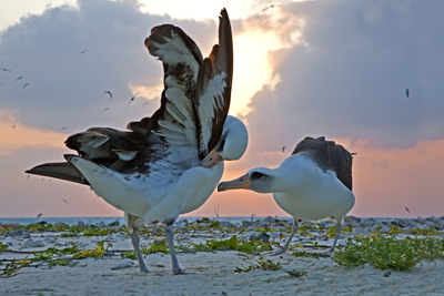 Midway Atoll Photo Tour
