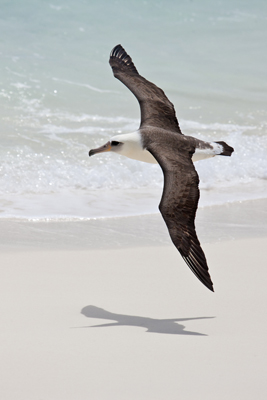 Midway Atoll Photo Tour