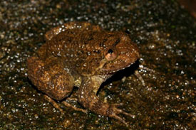 India's Tropical Frogs and Treefrogs