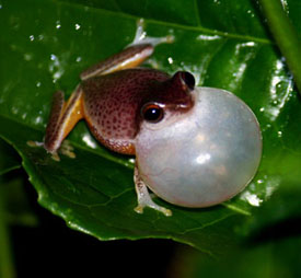 India's Tropical Frogs and Treefrogs
