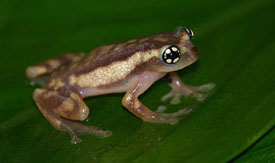 India's Tropical Frogs and Treefrogs