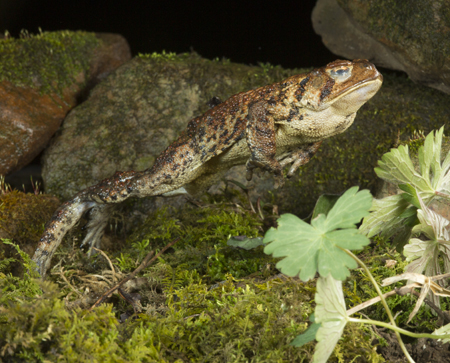 Toad Photography with the High Speed Shutter