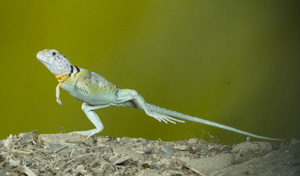 Collared Lizard Photography with the High Speed Shutter