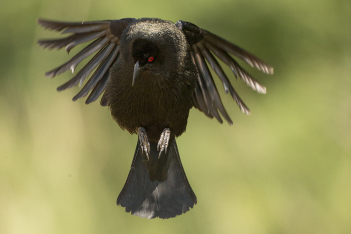 South Texas Wildlife Photo Tour 2014