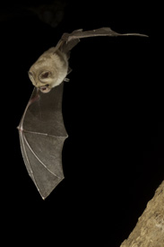 Hummingbird and Bat Photography