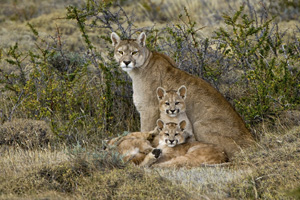 Wild Pumas in Torres del Paine NP, Chile