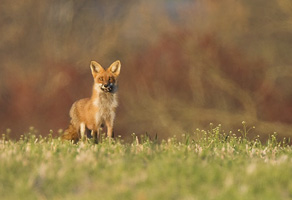 Wild red foxes at a den site in southeastern Pennsylvania